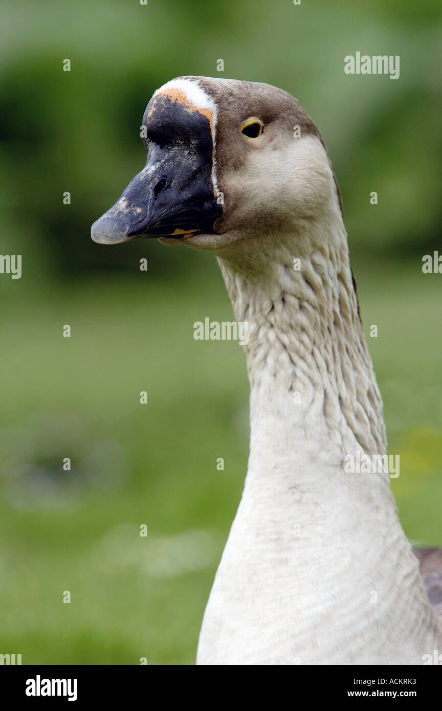 Brown African Goose Stock Photo - Alamy