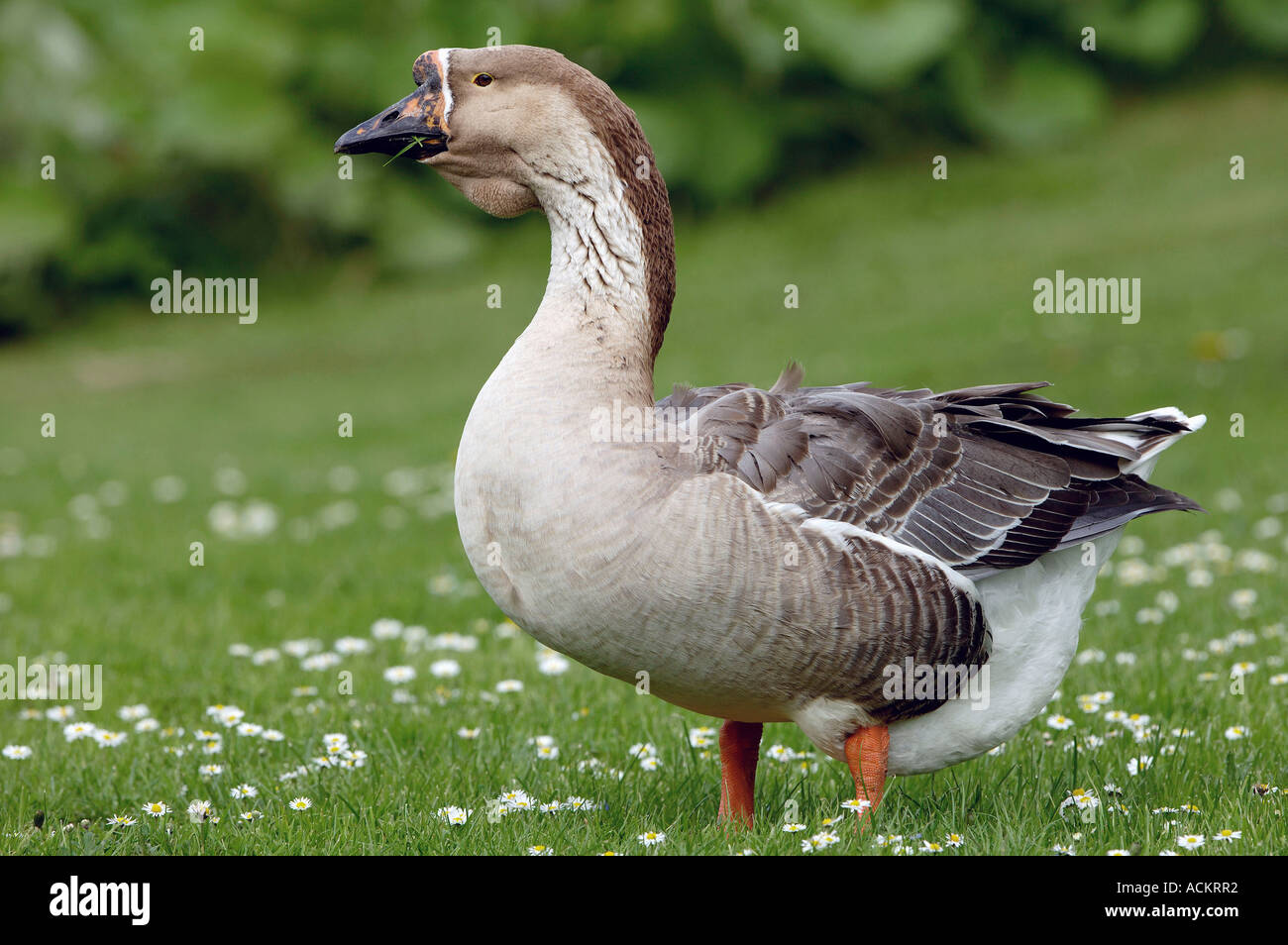 Brown African Goose Stock Photo - Alamy