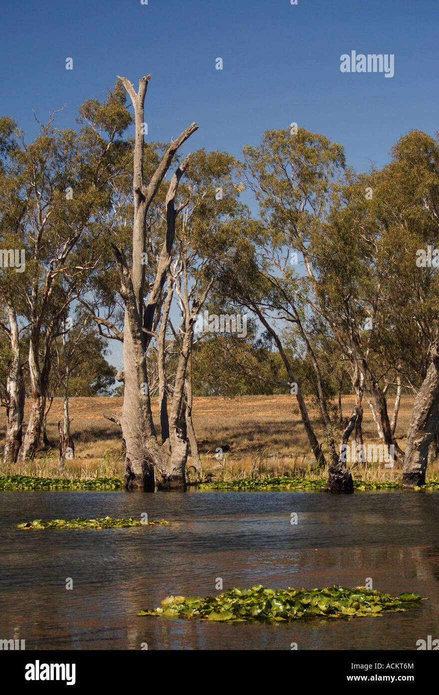 Redgum tree hi-res stock photography and images - Alamy