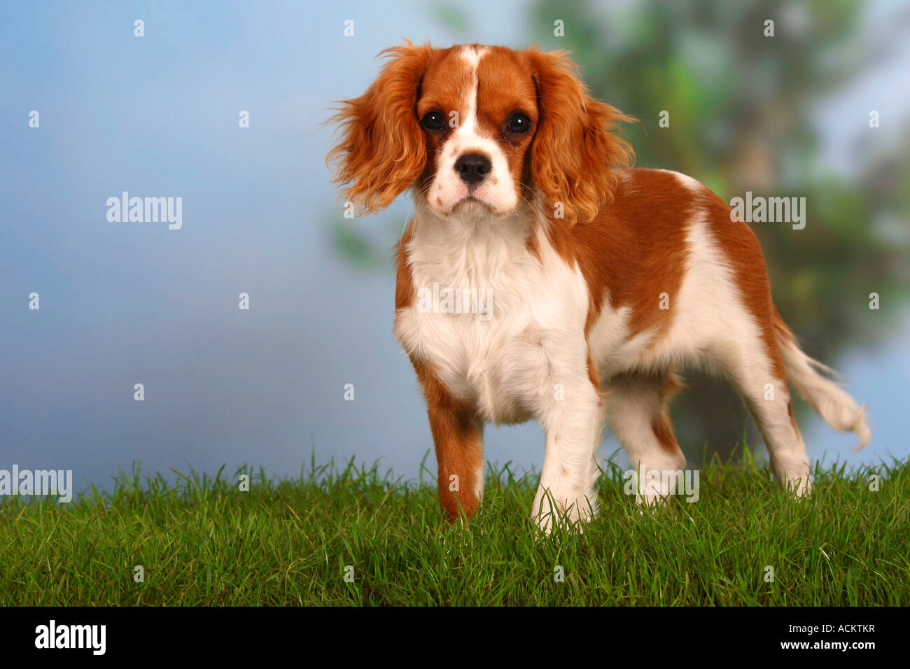 Cavalier King Charles Spaniel Blenheim 5 months Stock Photo - Alamy