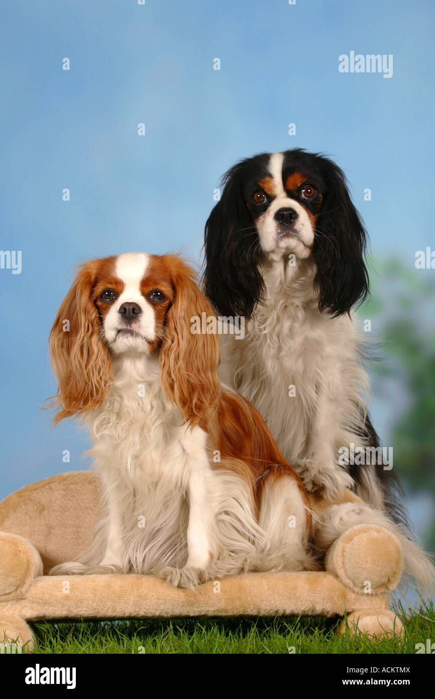 Cavalier King Charles Spaniel Blenheim and tricolor Stock Photo - Alamy