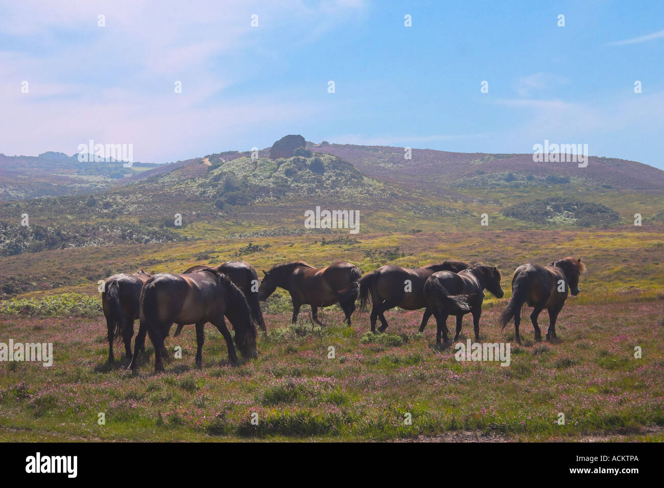 Ponies at Agglestone Rock Studland Heath Nr Swanage Dorset England uk ...