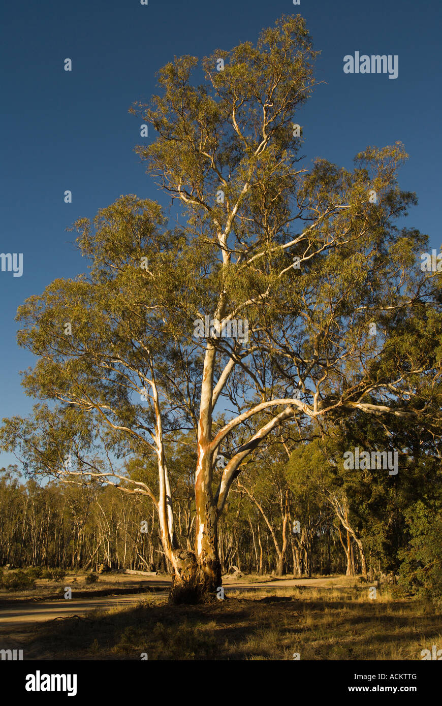 Red river gum bark hi-res stock photography and images - Alamy