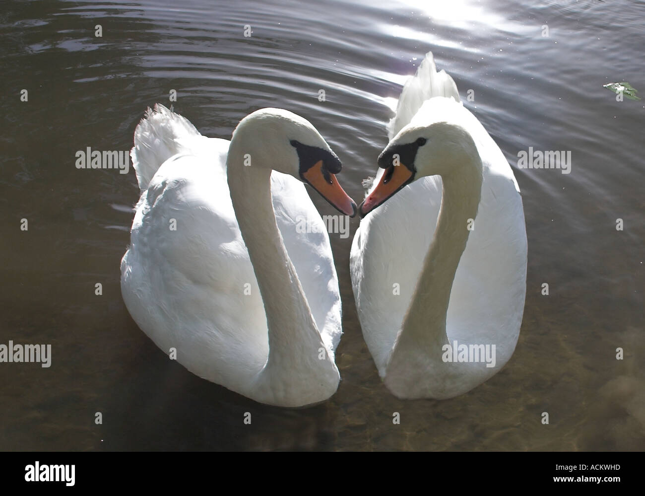 What s love got to do with it hi-res stock photography and images - Alamy