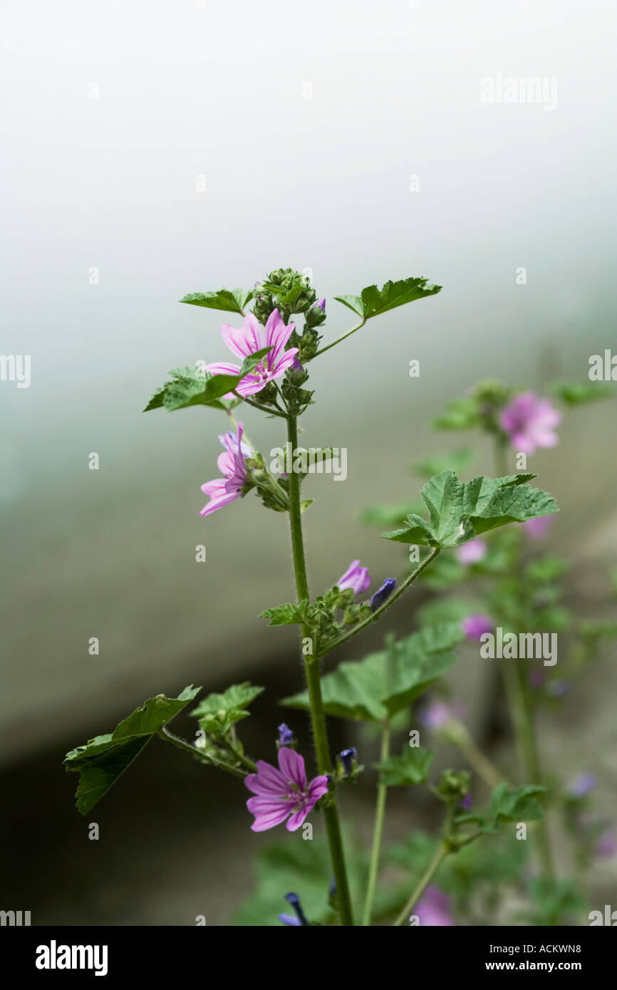 Italian common Mallow, Malva Stock Photo - Alamy