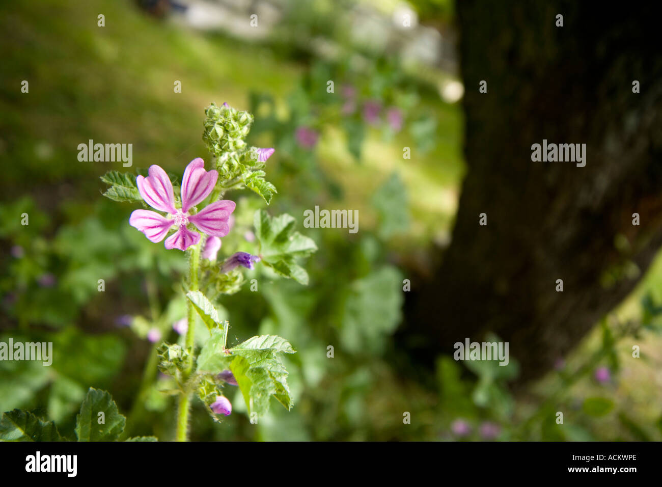 Italian common mallow, Malva Stock Photo - Alamy