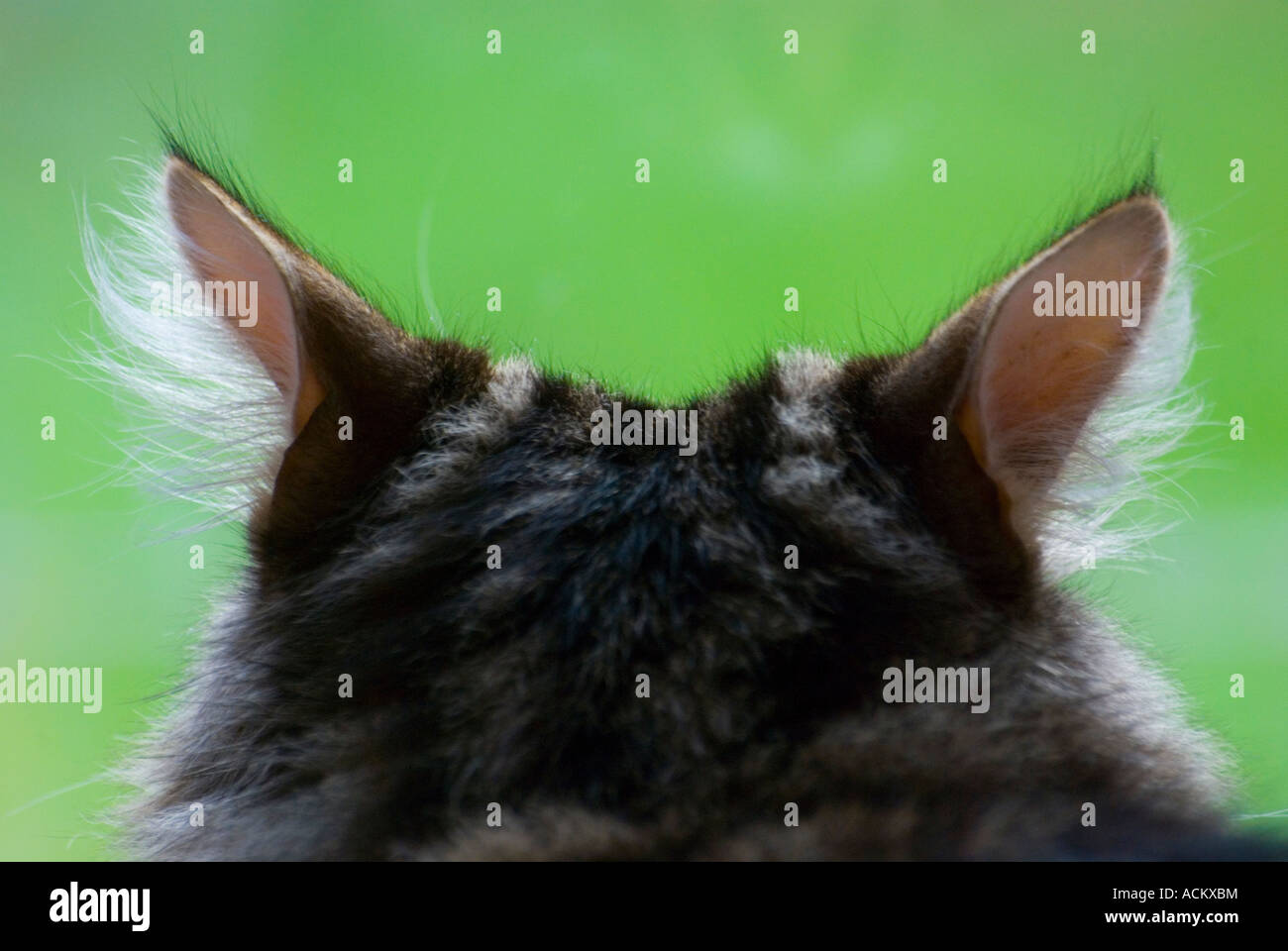 Cat s ears Stock Photo - Alamy