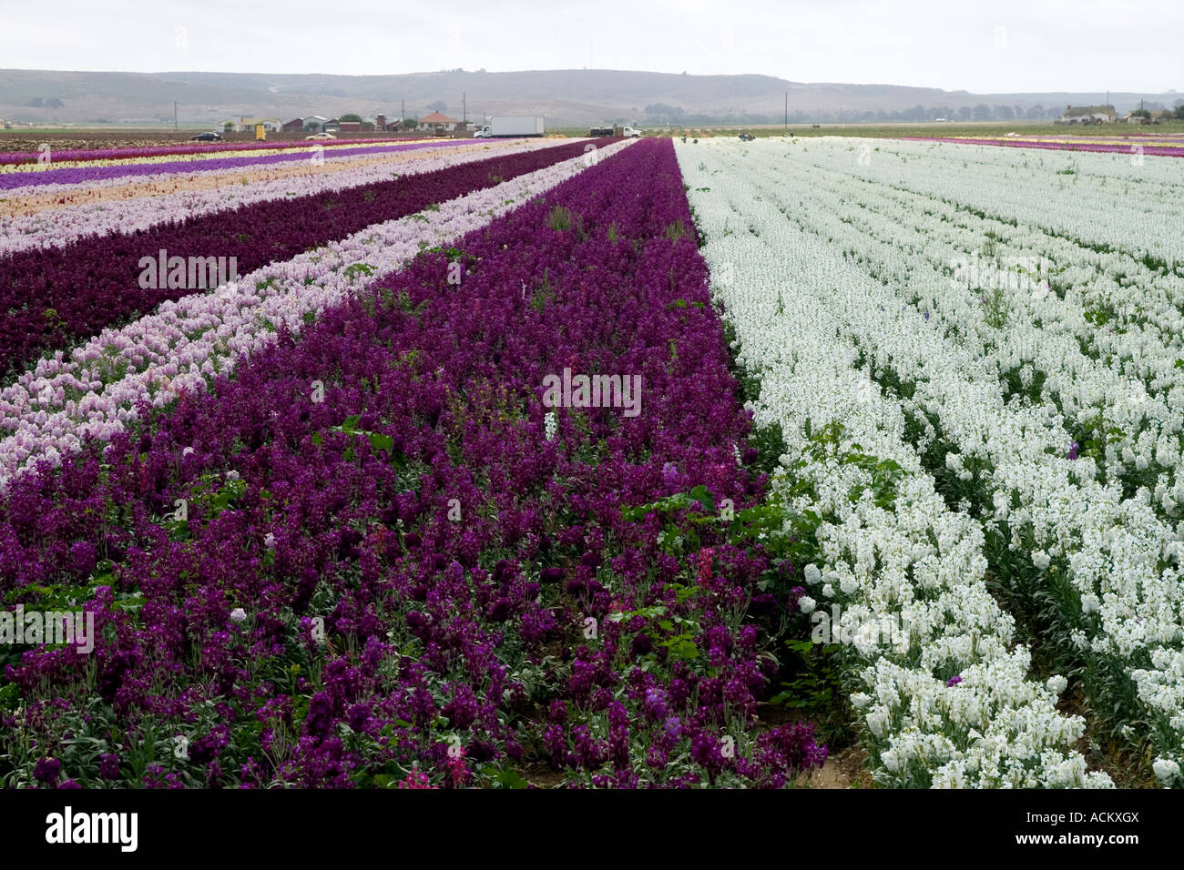 Flower fields in Lompoc Stock Photo - Alamy