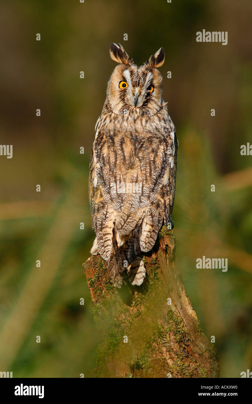 Short long eared owl hi-res stock photography and images - Alamy