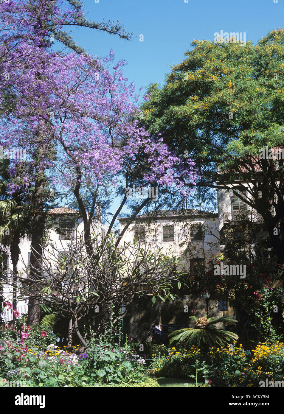 Jacaranda in bloom Funchal Madeira Stock Photo - Alamy