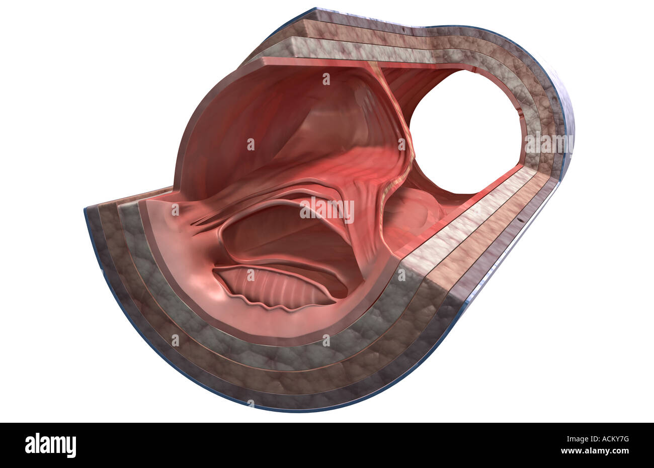 The structure of the vein wall Stock Photo - Alamy