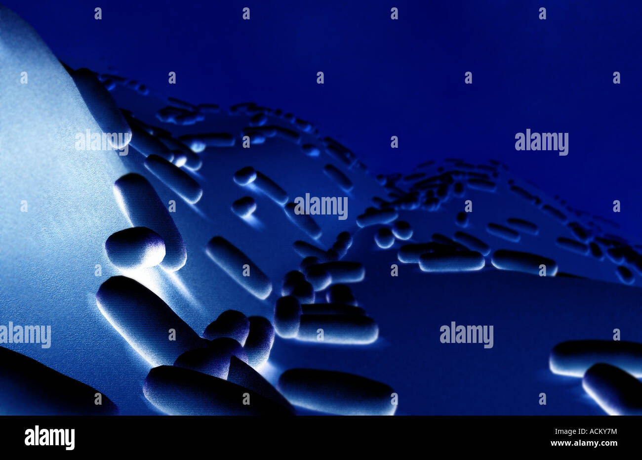 Rod shaped bacteria Stock Photo - Alamy