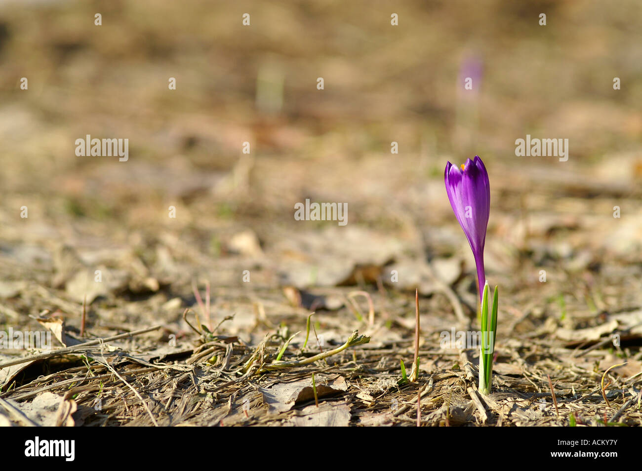 Single spring flower hi-res stock photography and images - Alamy