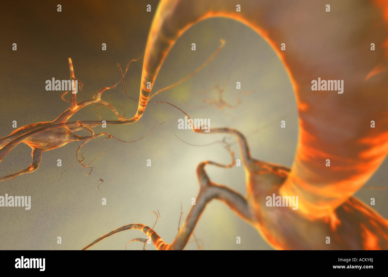 Close up human nerve cells hi-res stock photography and images - Alamy