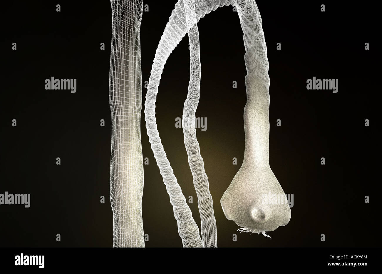 Cestodes hi-res stock photography and images - Alamy
