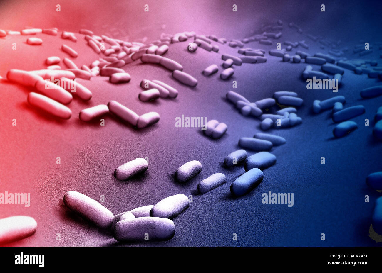 Rod shaped bacteria Stock Photo - Alamy