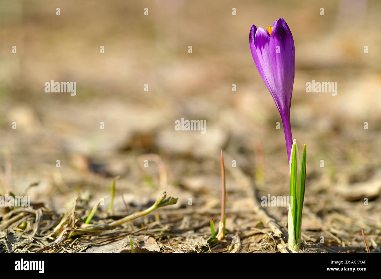One single bud of saffron flower, spring Stock Photo - Alamy