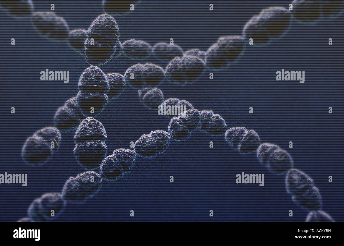 Streptococcus mutans bacteria hi-res stock photography and images - Alamy