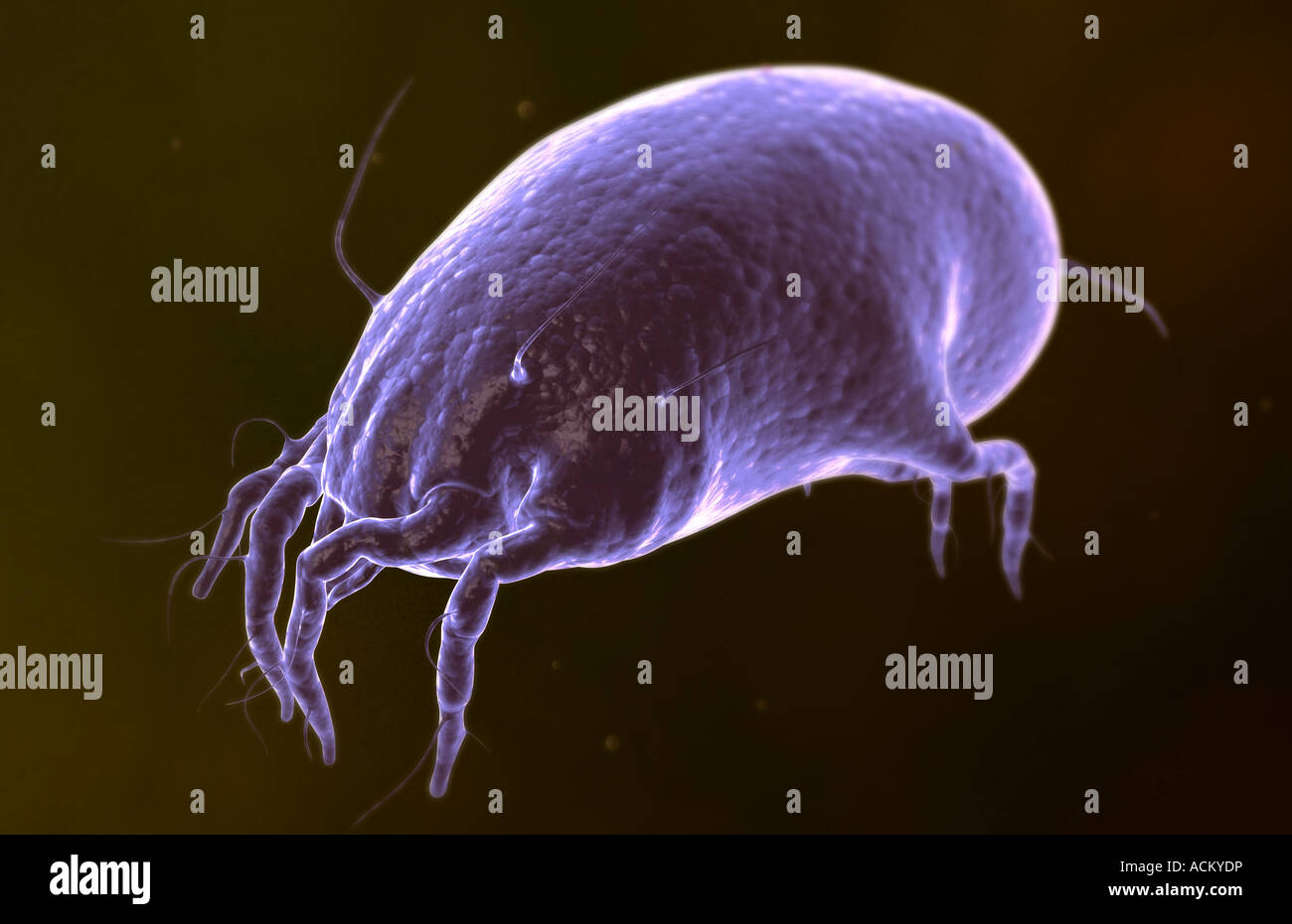 Dermatophagoides pteronyssinus hi-res stock photography and images - Alamy