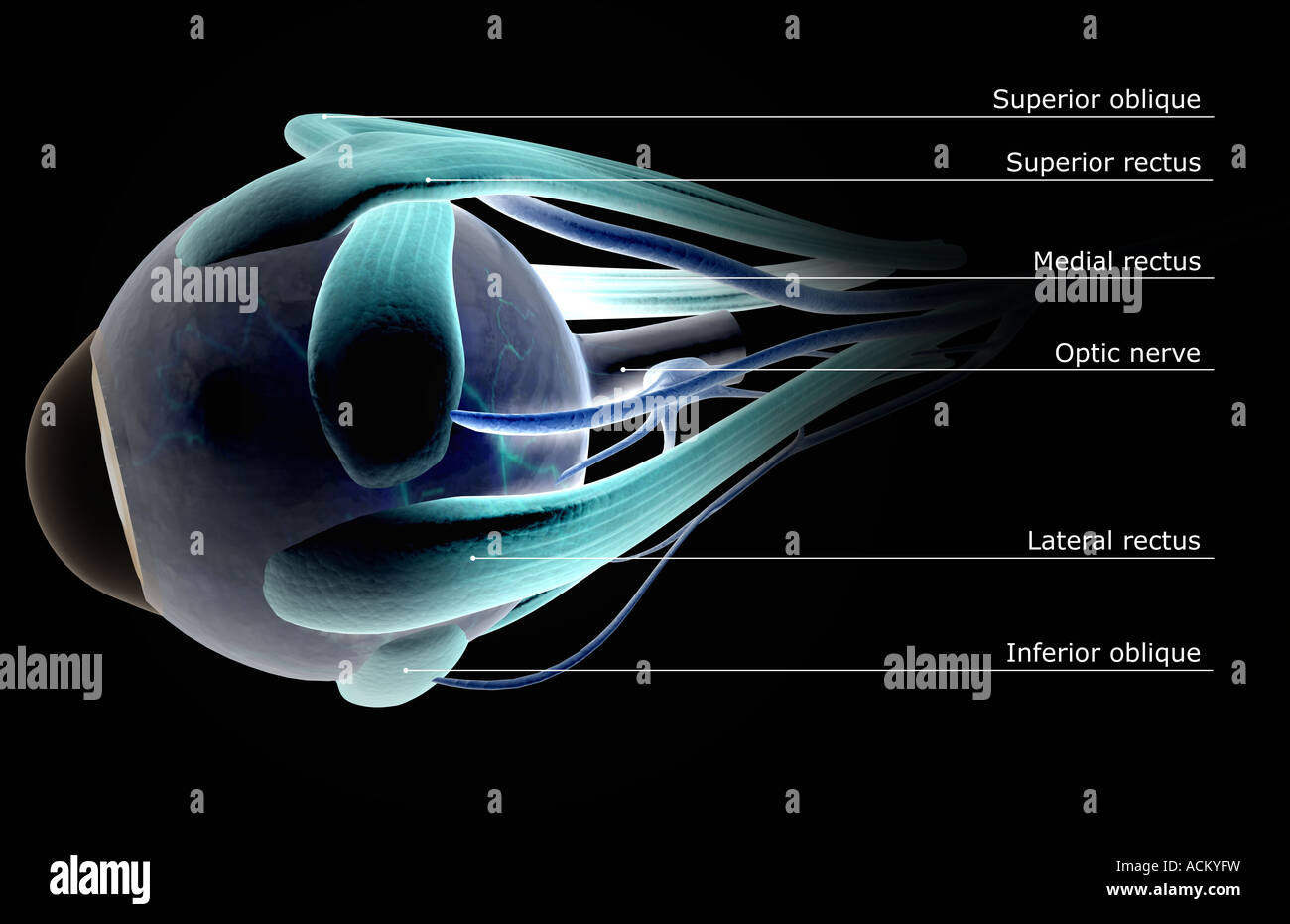 The muscles of the eye Stock Photo - Alamy