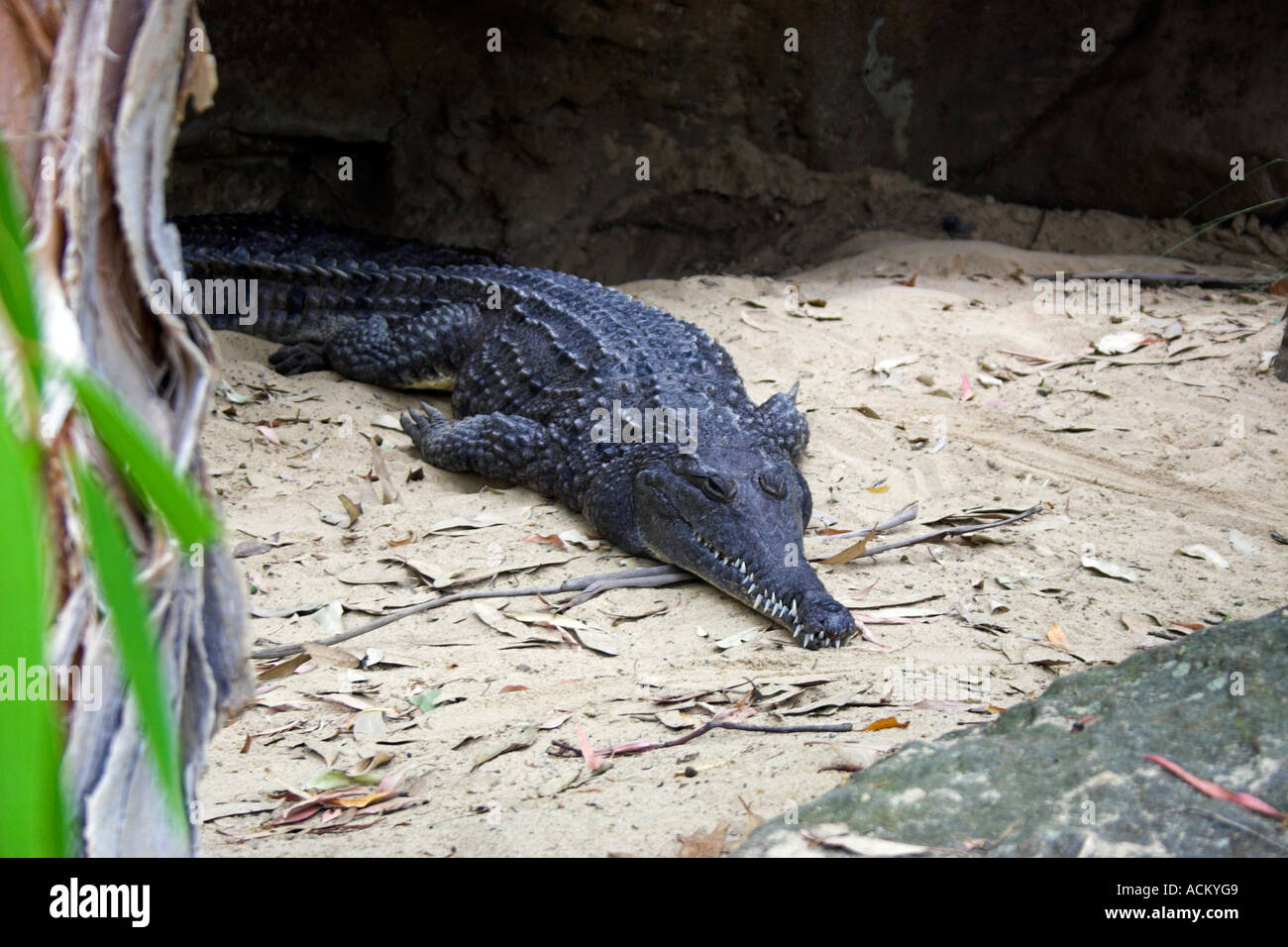 Australian Freshwater Crocodile Taranga Zoo Sydney NSW State of New ...