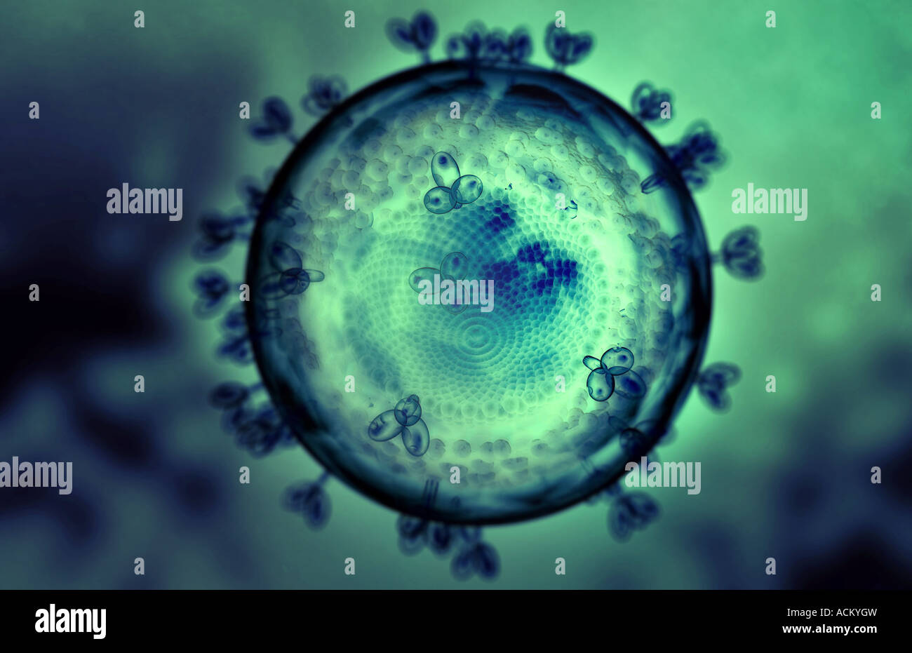 The structure of HIV Stock Photo - Alamy