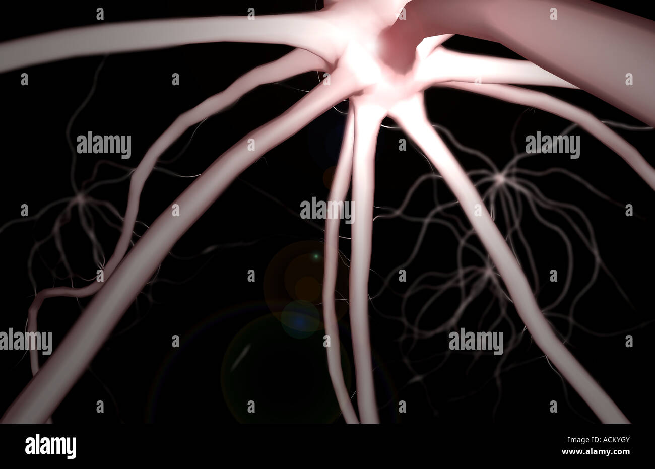 Close up human nerve cells hi-res stock photography and images - Alamy