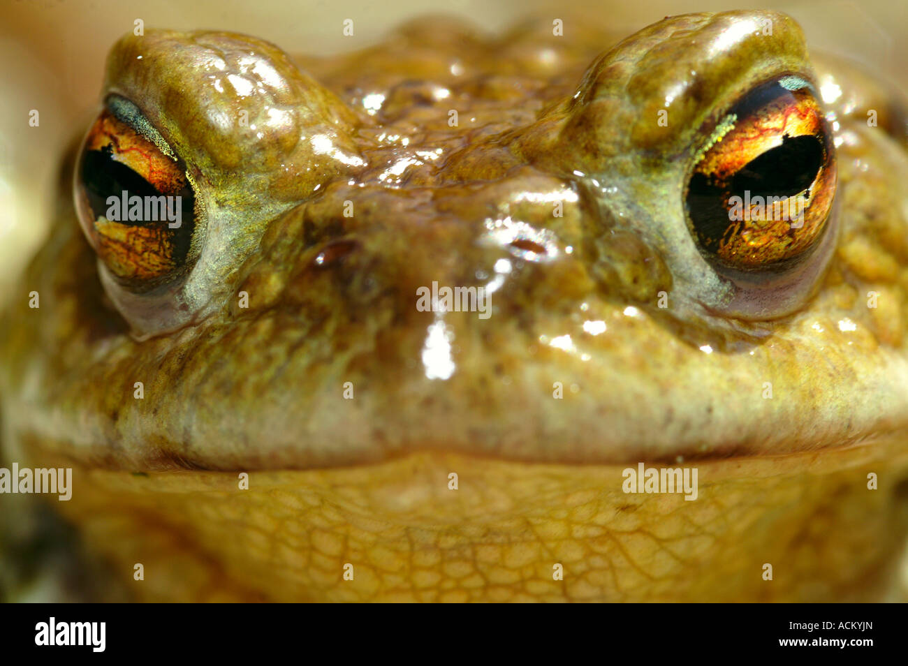Toad frog head closeup with orange eyes Stock Photo - Alamy