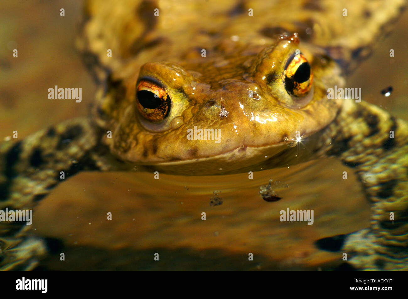 Toad frog head closeup with orange eyes, body Stock Photo - Alamy
