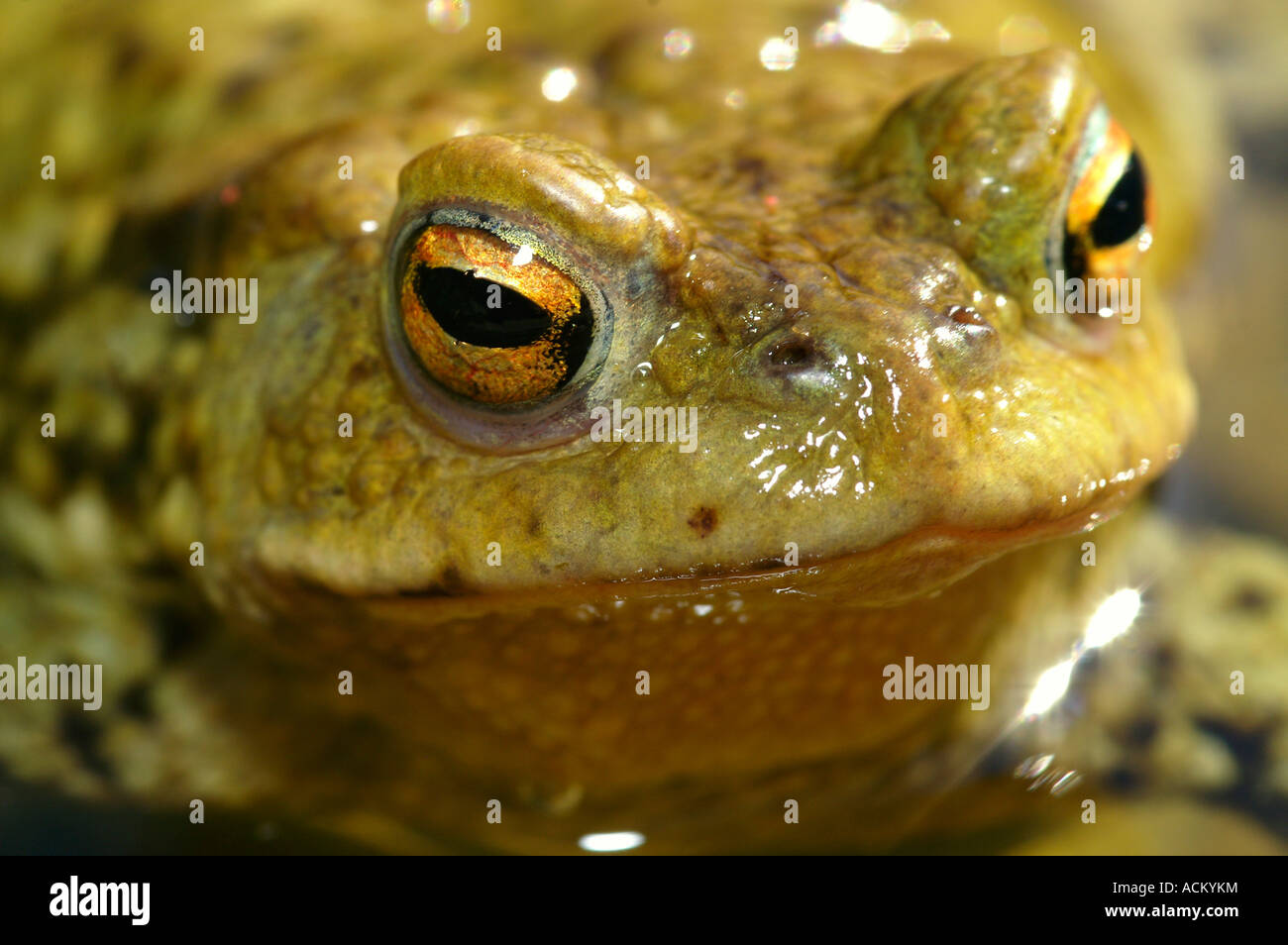 Toad frog head closeup with orange eyes Stock Photo - Alamy