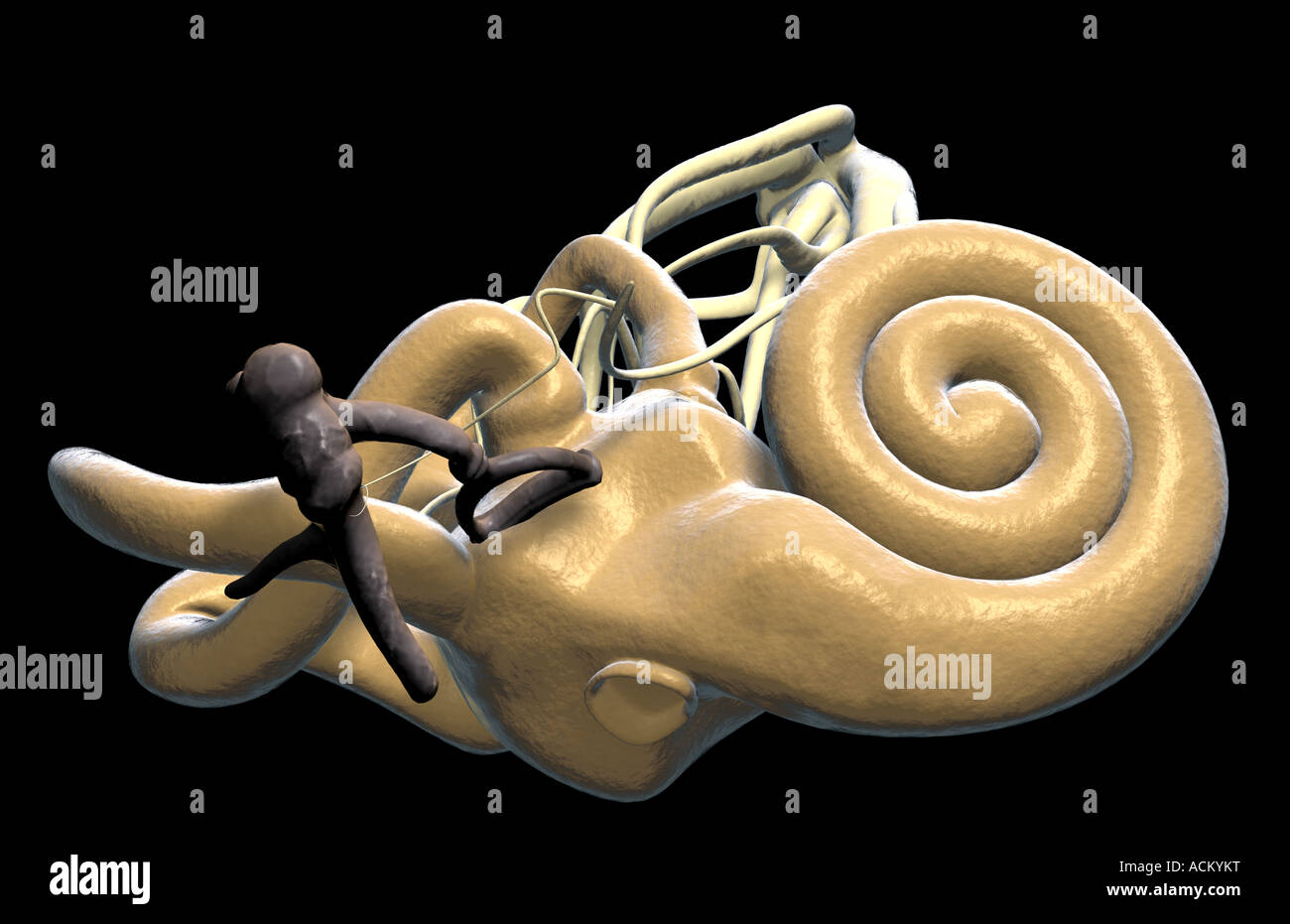 Stapes ear bones hi-res stock photography and images - Alamy