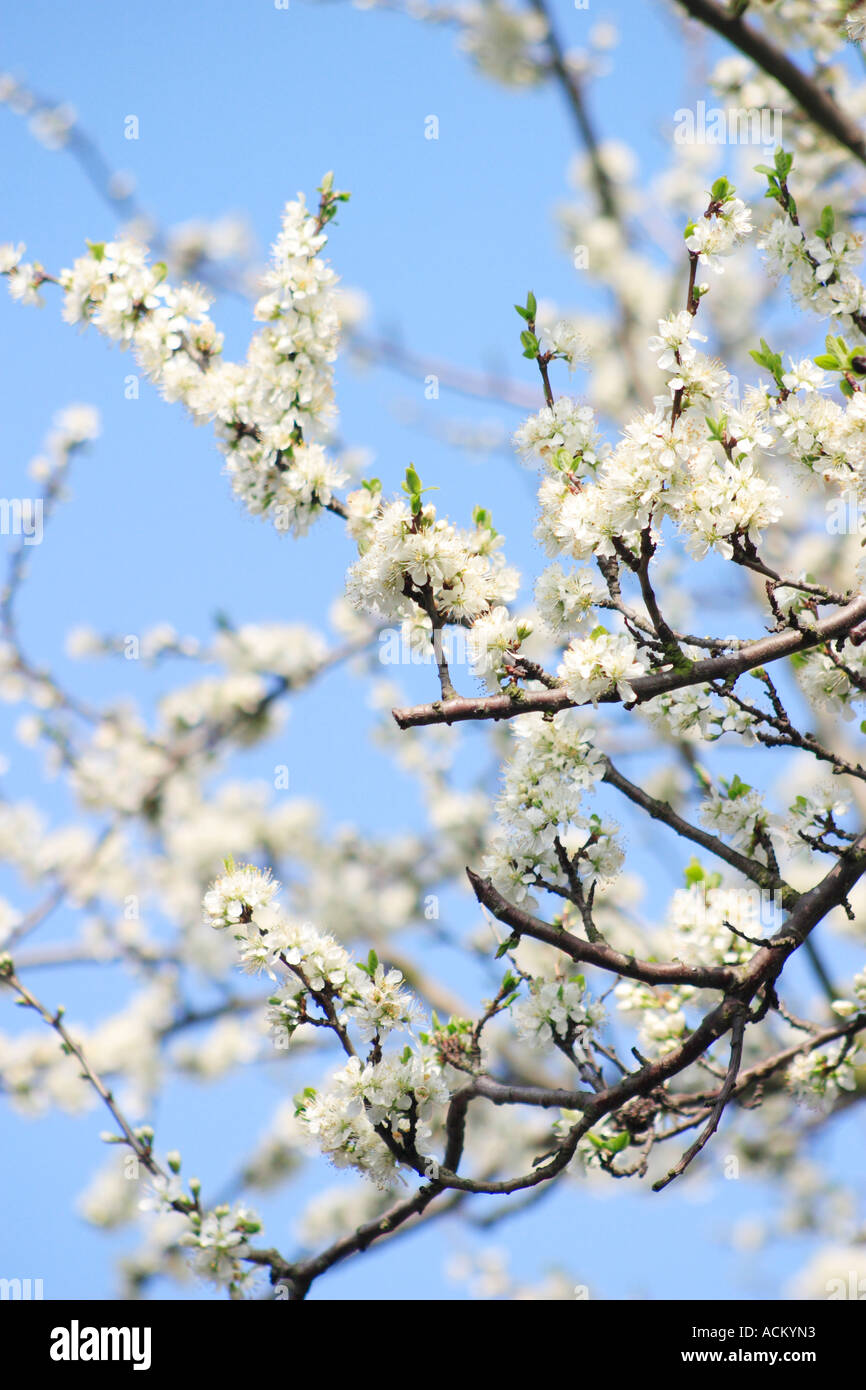 Damson prunus insititia blossom hi-res stock photography and images - Alamy