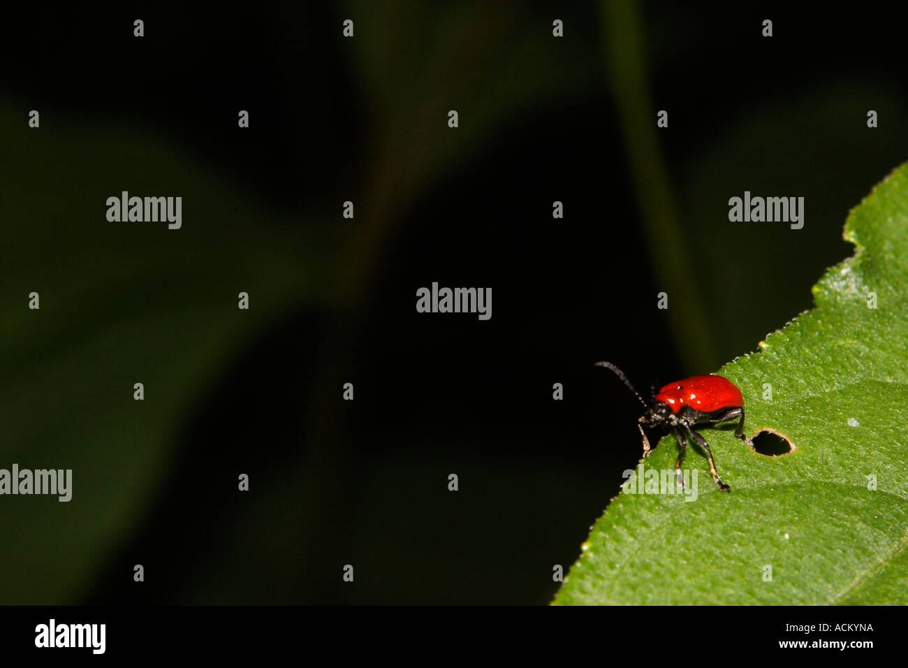 Bright red beetle on a partially eaten leaf to right with large copy ...