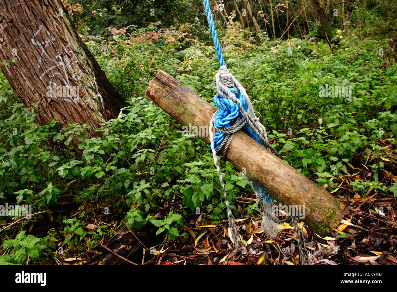 Makeshift rope swing in a woodland setting Stock Photo - Alamy