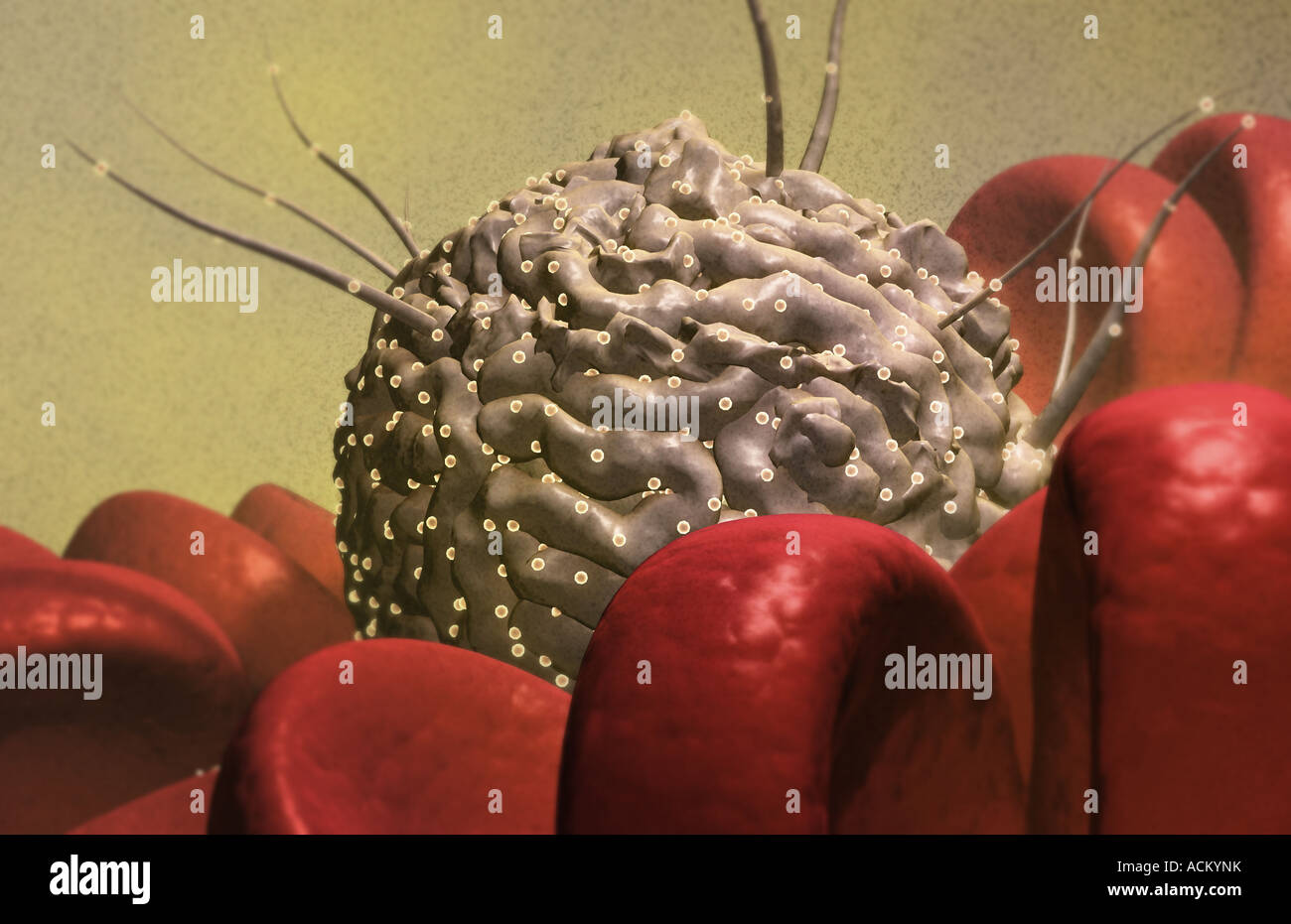 Lymphocytes and other blood cells hi-res stock photography and images ...