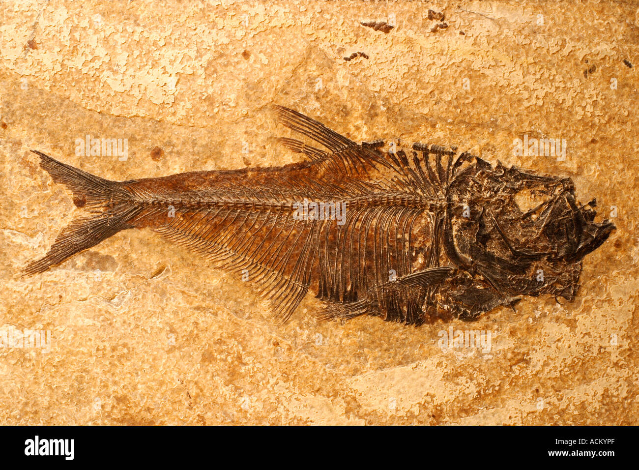 Fossilized fish on a sandstone background Stock Photo - Alamy