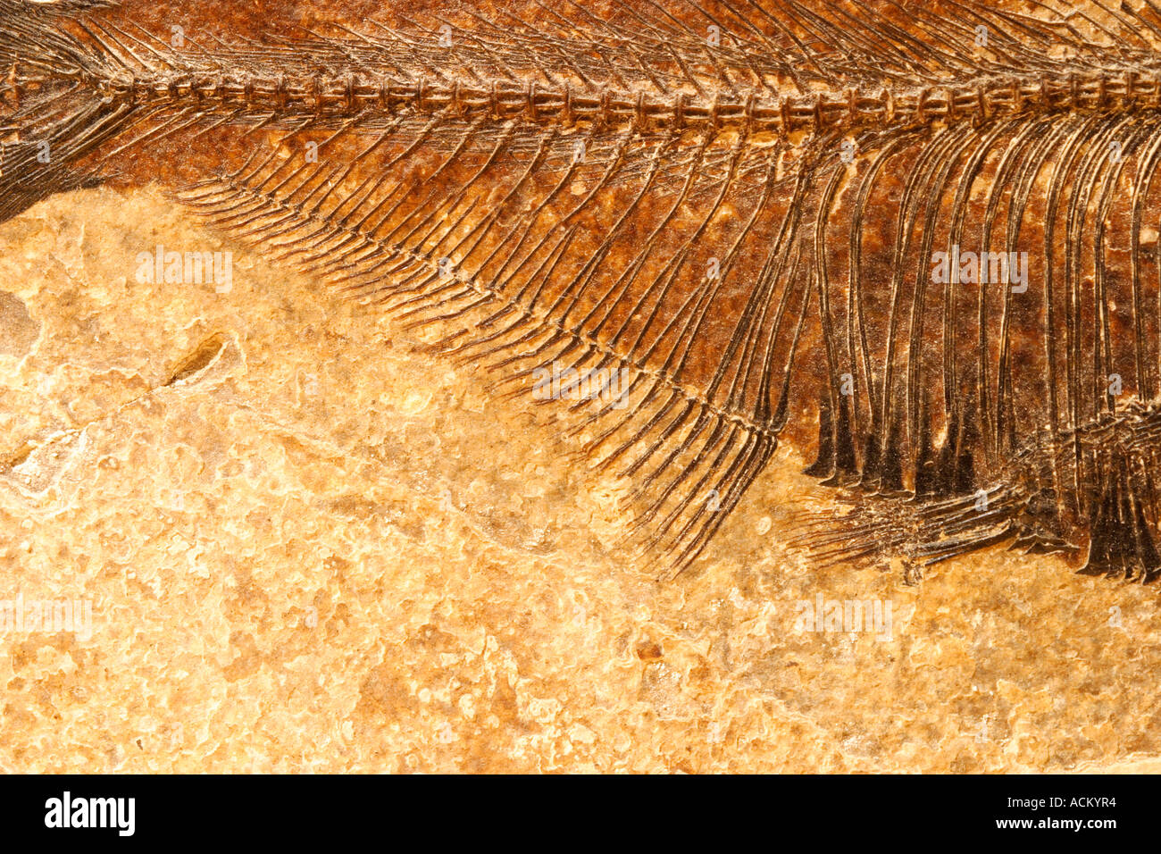 Detail of a fossil Eocene fish on a textured sandstone background Stock ...