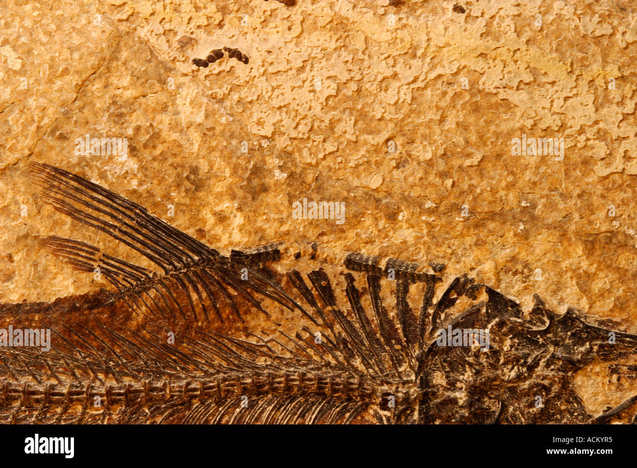 Detail of a fossil Eocene fish on a textured sandstone background Stock ...