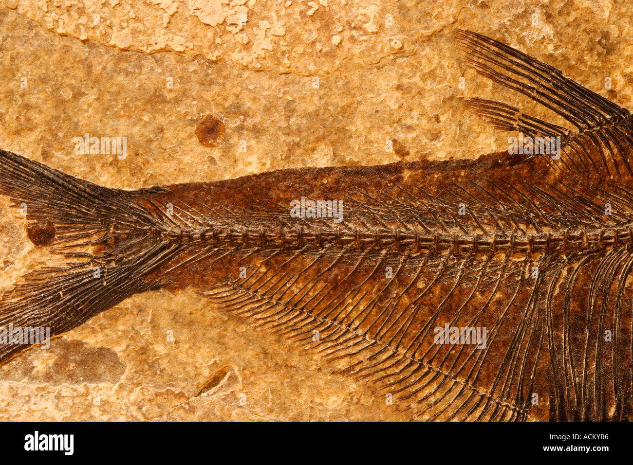 Fish bones archaeology hi-res stock photography and images - Alamy