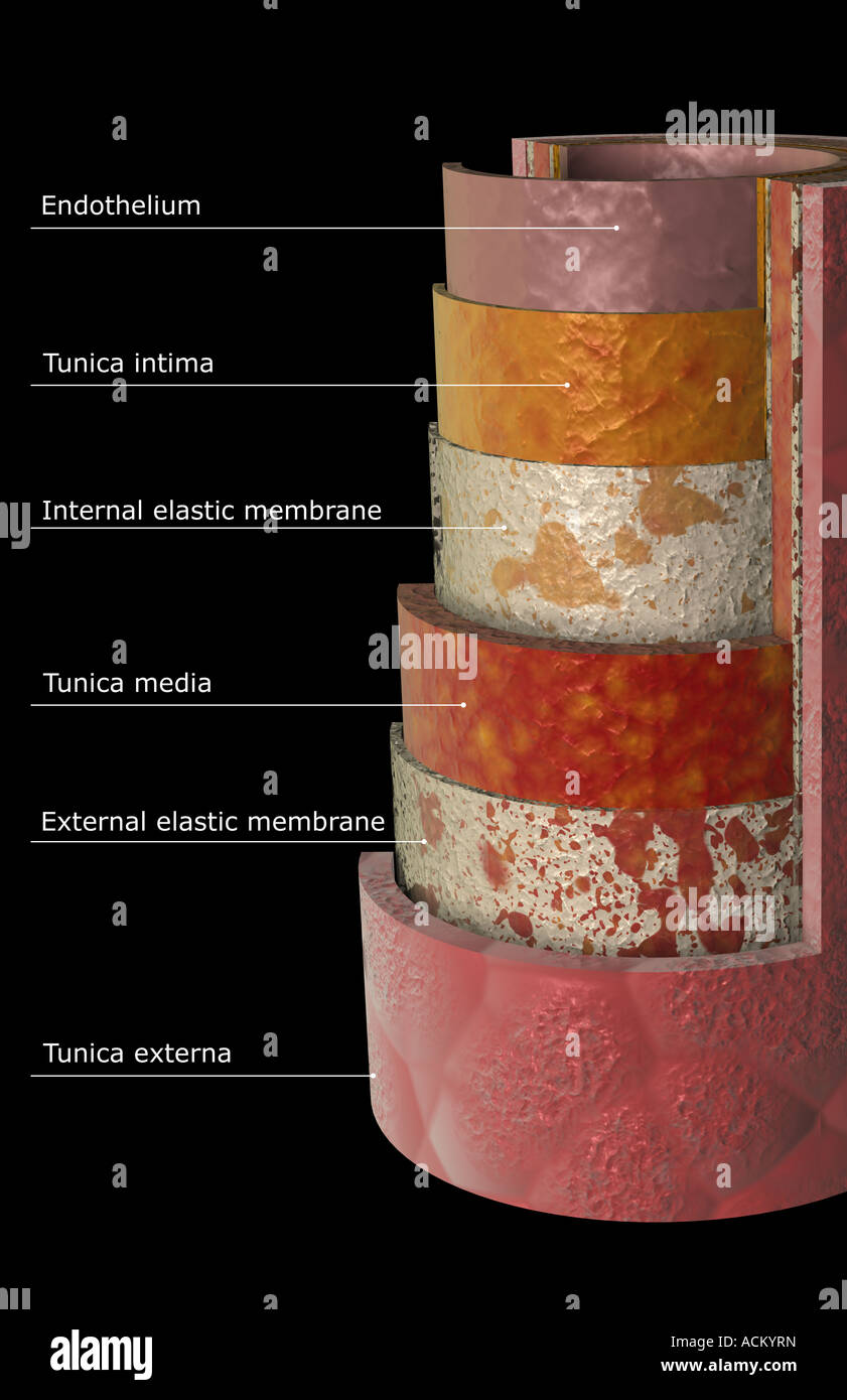 The arterial wall Stock Photo - Alamy