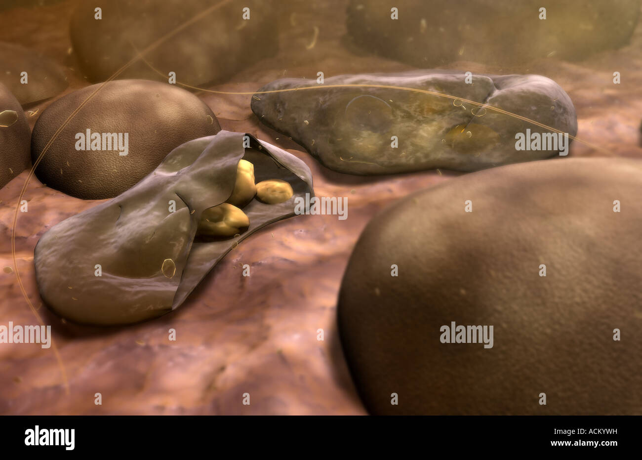 Malaria parasites plasmodium hi-res stock photography and images - Alamy