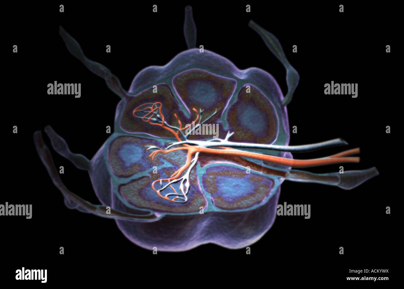 Lymph nodes hi-res stock photography and images - Alamy