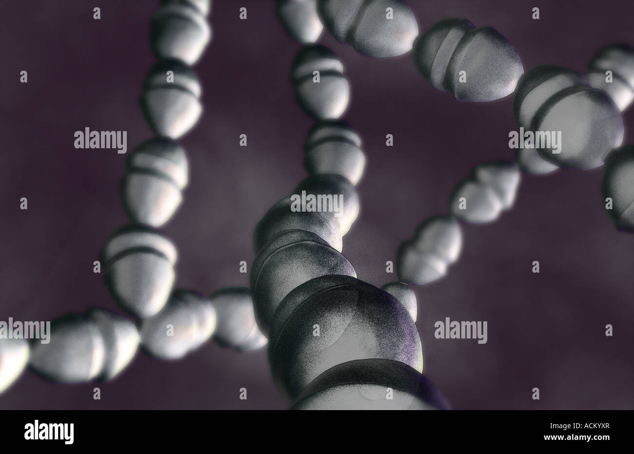 Streptococcus mutans bacteria hi-res stock photography and images - Alamy