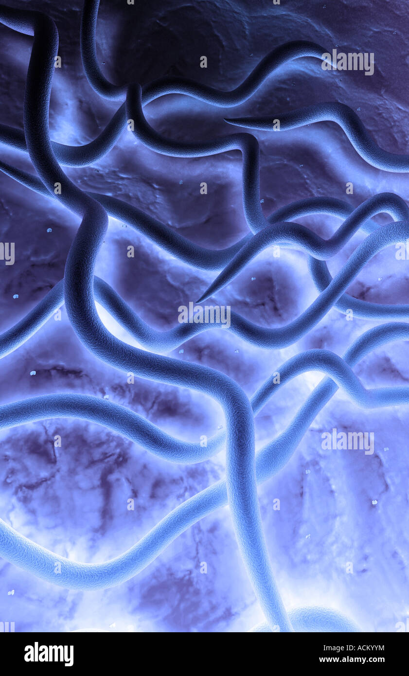 Lyme disease bacteria Stock Photo - Alamy