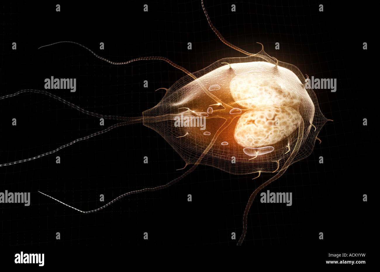 Giardia lamblia hi-res stock photography and images - Alamy