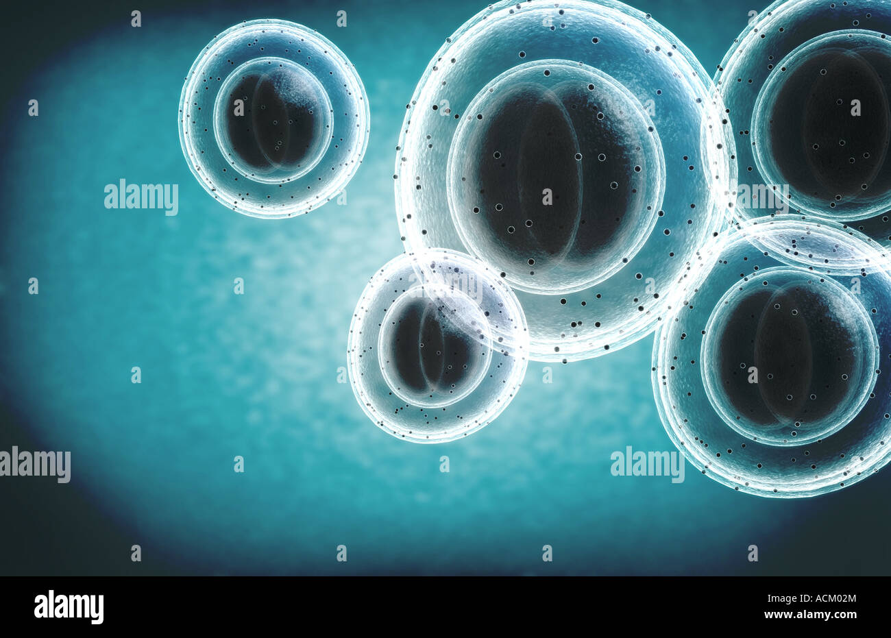 The structure of MRSA Stock Photo - Alamy