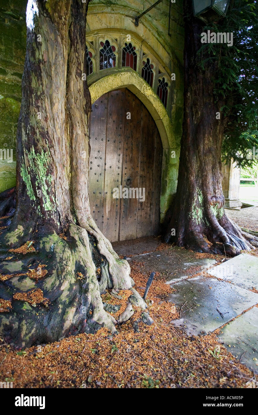 Two yew trees hi-res stock photography and images - Alamy