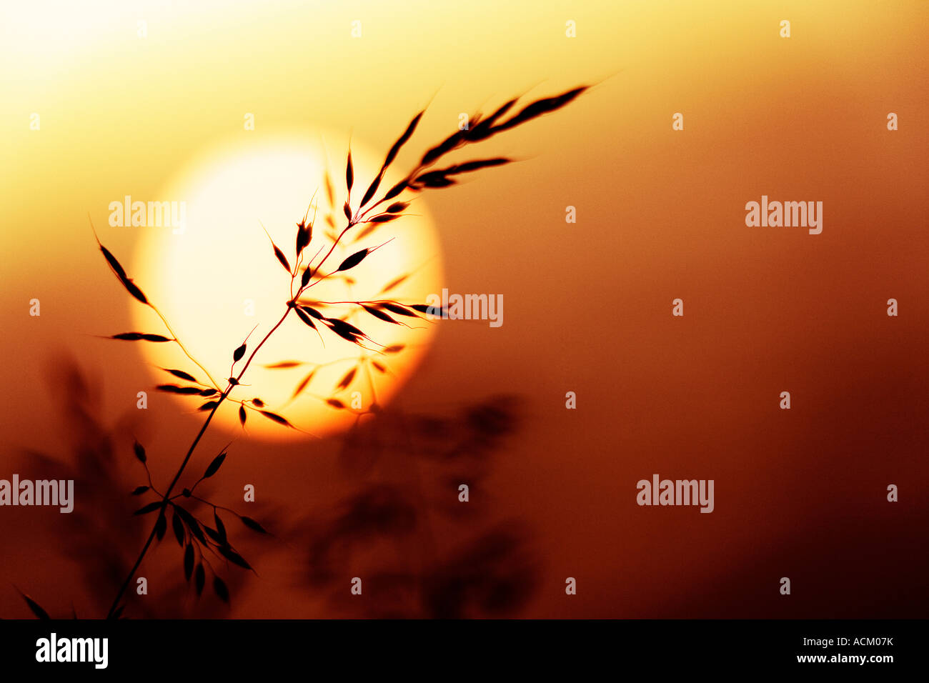 Field of grass silhouette hi-res stock photography and images - Alamy