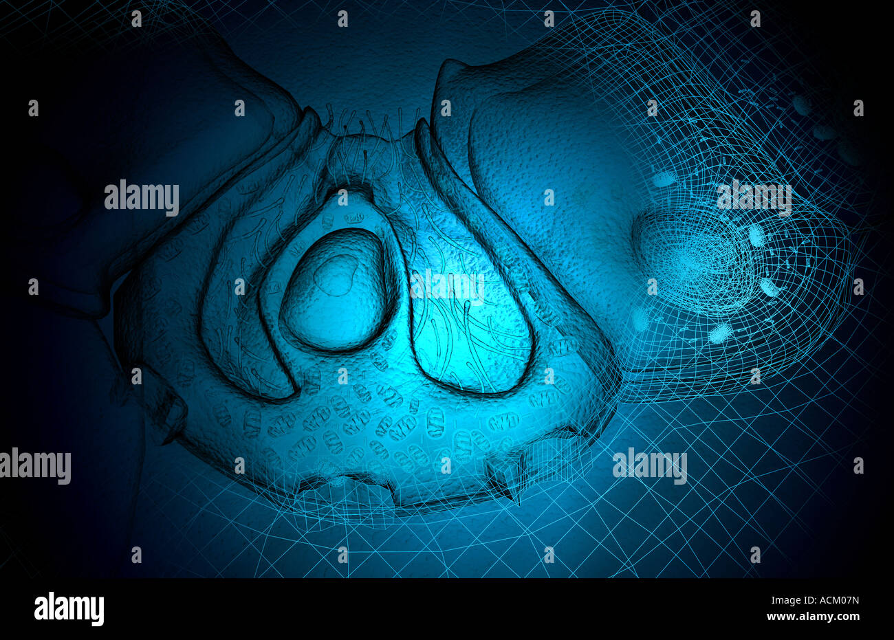 Parietal cell hi-res stock photography and images - Alamy