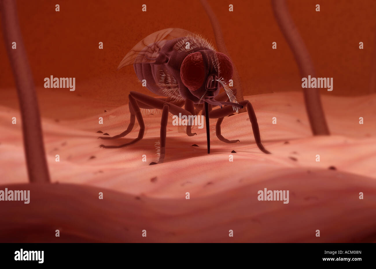 Tsetse fly skin hi-res stock photography and images - Alamy
